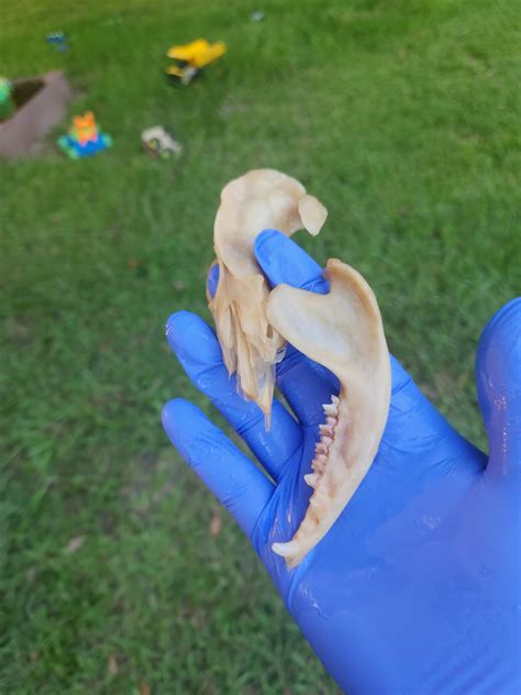 Is This Possum Skull Ready For Whitening Ive Been Degreasing For