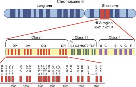 Schematic Of Chromosome 6 Where Hla Genes Are Located In The Short Arm Download Scientific
