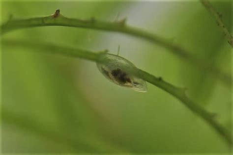水槽にいる透明な貝はカワコザラガイ！駆除方法と対策 涼しげメダカノート