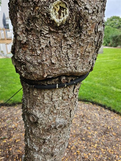 Four Trees Four Stages Of Decline Tree Green Four Trees Four Stages Of Decline Tree Green