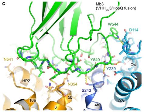 새로운 종류의 세포막 수송체의 분자 구조 밝히는 데 성공