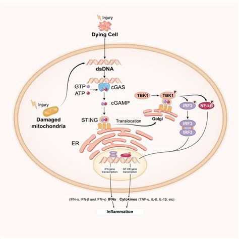 Cgassting Signalling Pathway Cytosolic Dna Either Foreign Or Self