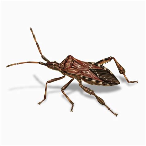 How To Identify And Get Rid Of Western Conifer Seed Bugs