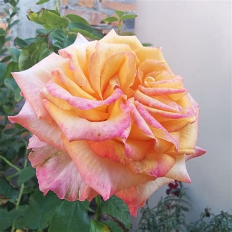 Collazo Hernandez Jose Antonio Collazo Youtube