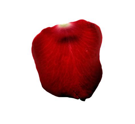 Free photo: rose petal - Con2011, Flower, Fresh - Free Download - Jooinn