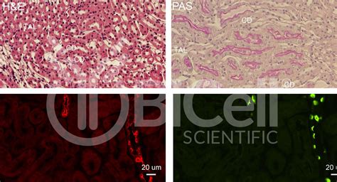 Flow Cytometry Facs Staining Protocol Bicell Scientific®