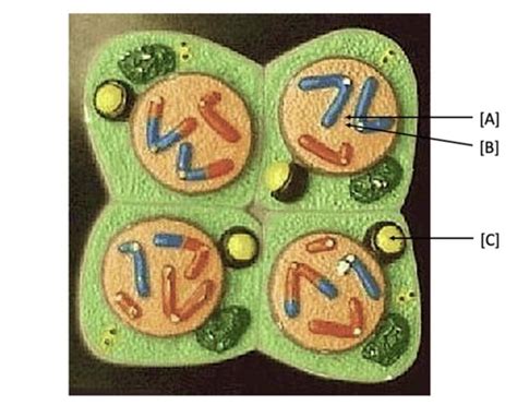 A P II Reproductive 1 Flashcards Quizlet