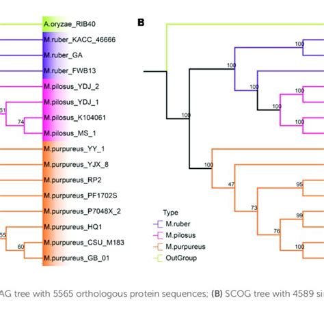 Whole Genome Alignment On Monascus Ruber Kacc 46666 M Pilosus Ydj2