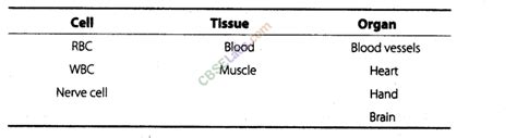 NCERT Exemplar Class Science Chapter Cell Structure And Functions Ncertlibrary