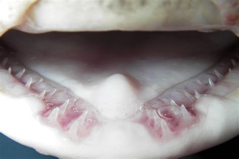 Squatina Oculata The Smooth Back Angelshark