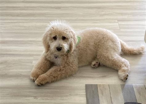 Mini Golden Doodles Small Country Doodles