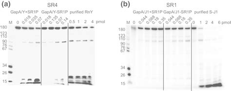 In Vitro Rna Degradation Assays Rna Degradation Assays With 5′ Labeled