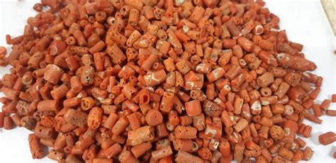 Vastu Munga Coral At ₹ 360 Piece In Nashik Id 2854294730491