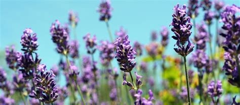 Gopher Resistant Plants Sloat Garden Center