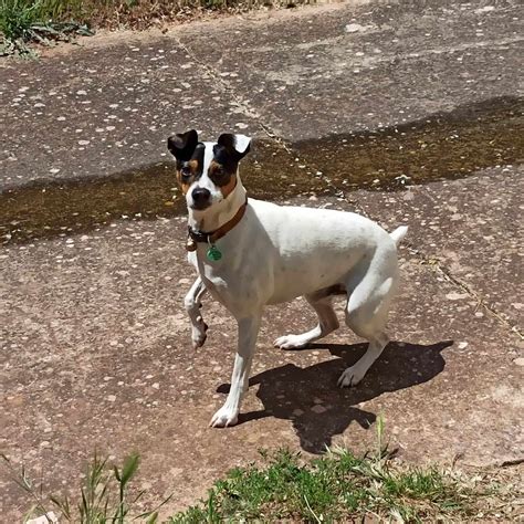 El Perro Ratonero Bodeguero Andaluz En Casa Fanmascotas
