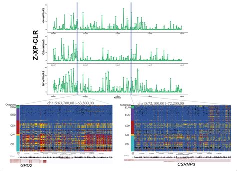 Introgression At The Gpd2 And Csrnp3 Loci Xp Clr Showed Significant