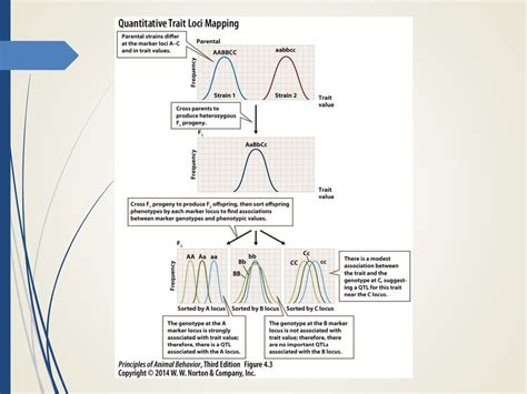 Chapter 4 Molecular Genetics And Development Ppt Download