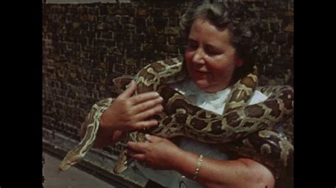 303 Snake Zoo Stock Videos Footage And 4k Video Clips Getty Images