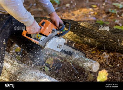 In Process Of Clearing Forest For New House Man Is Cutting Trees With Chainsaw Stock Photo Alamy