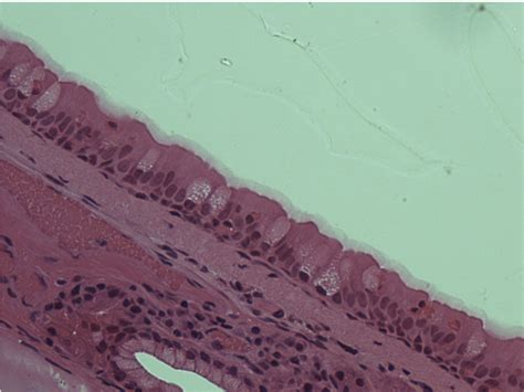 Lab 13 7 Diagram Quizlet