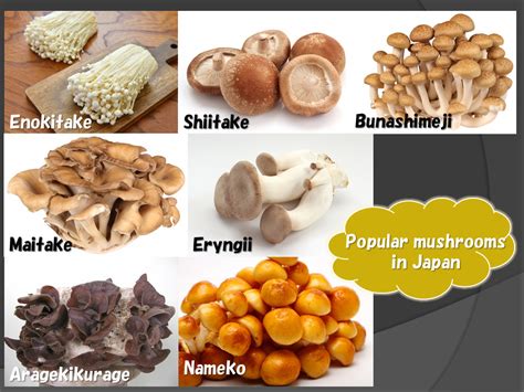 Popular Japanese Mushrooms At Maria Baum Blog
