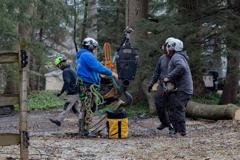 The Tree Connection Tree Services Coatesville PA