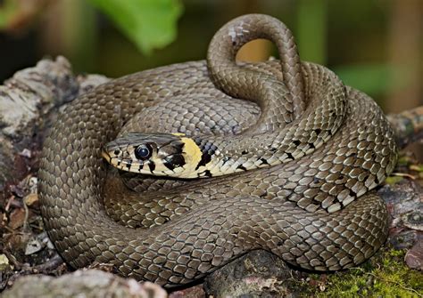Grass Snake Natrix Natrix Glenlivet Wildlife