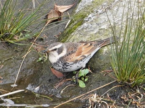 水辺の鳥2024その2 近場の博物誌