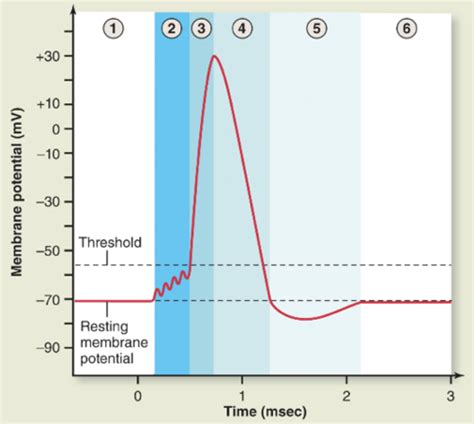 Anatomy Quiz Flashcards Quizlet