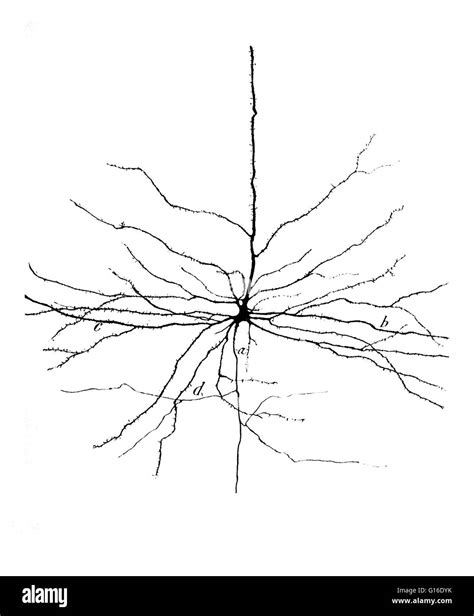 pyramidal cell histology