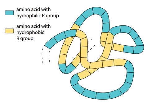 Fibrous Protein Molecular Structure