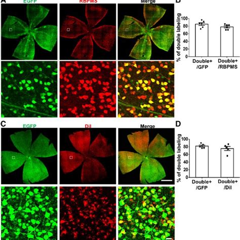 Co Labeling Aav Msncg Egfp Infected Cells In Mouse Retina With Rgc