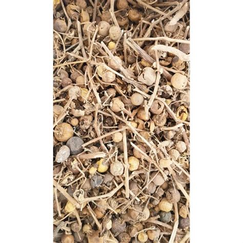 Brown Dried Solanum Xanthocarpum Kantkari Packaging Type Loose At ₹ 58 Kg In Kangra