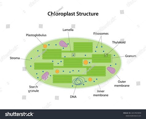 Diagram Of Structure Of Plastids Structure Of Plant Cell Pla