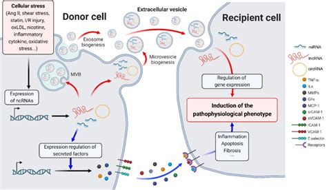 the intercellular crosstalk and non coding rnas ncrnas in diseases