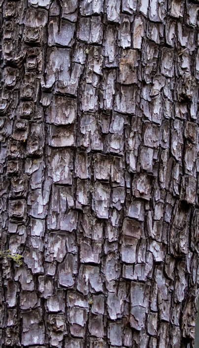 Tree Identification Do I Have An Alligator Juniper Davey Tree