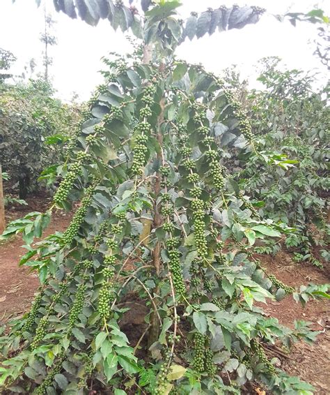 Coffee Master Class Added A New Photo Coffee Master Class