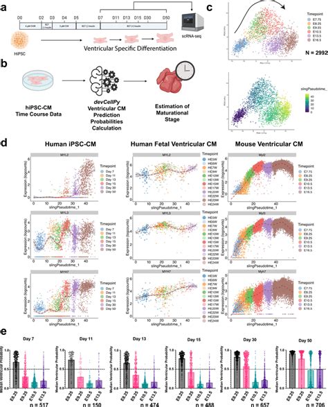 Devcellpy Murine Prediction Models Identify Developmental Immaturity Of