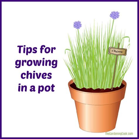 Growing Chives In Pots Easy Container Herb Gardening Tips