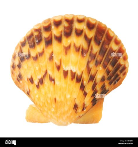Scallop Shell Beach High Resolution Stock Photography And Images Alamy