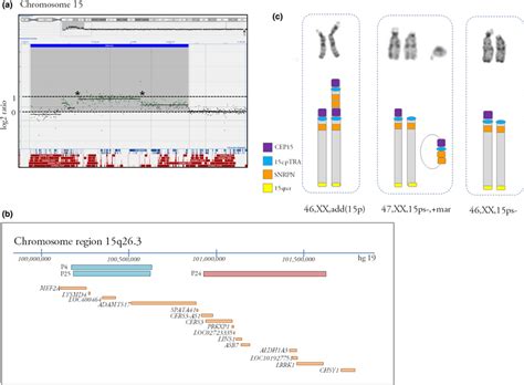 Results From Array‐cgh Analysis For Chromosome 15 In Patient P24 Download Scientific Diagram