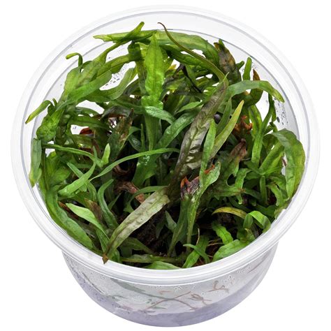 Microsorum Pteropus Trident In Vitro Aquasabi Aquascaping Shop