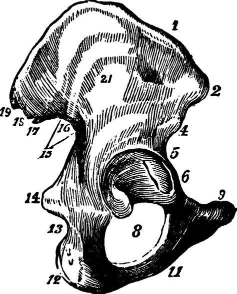 El Ilion Clásico Ilustración 35465345 Vector En Vecteezy