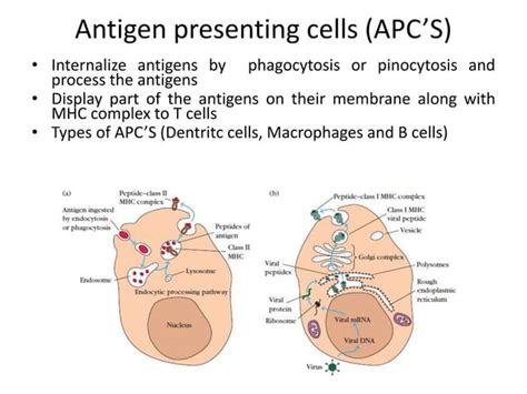 Antigens And Immunogens Immunogenecity Pptx