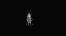 Bug On Screen  S Tenor