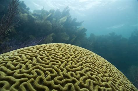 Largest Brain Coral In Tobago Waters