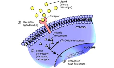 Protein Aladdin Scientific