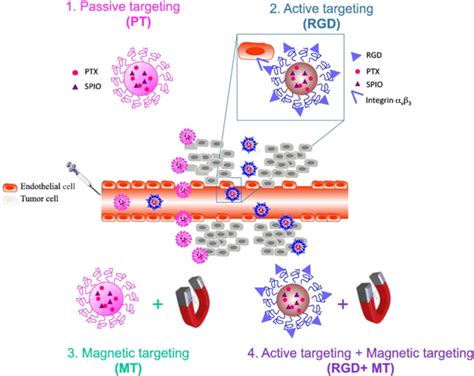Schematic Representation Of The Different Tumor Targeting Strategies Download Scientific