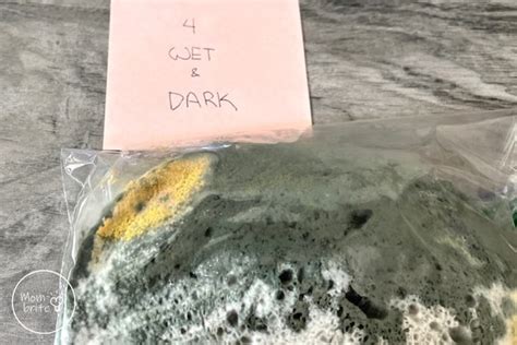 Moldy Bread Experiment What Makes Mold Grow Mombrite