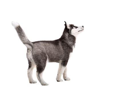 시베리아 허스키 강아지 흰색 배경 앞에서 3 개월 시베리아 허스키는 흰색 배경에 고립 흑백 색상의 재미있는 허스키 강아지의 스튜디오 샷 아름다운 귀여운 허스키 강아지 강아지